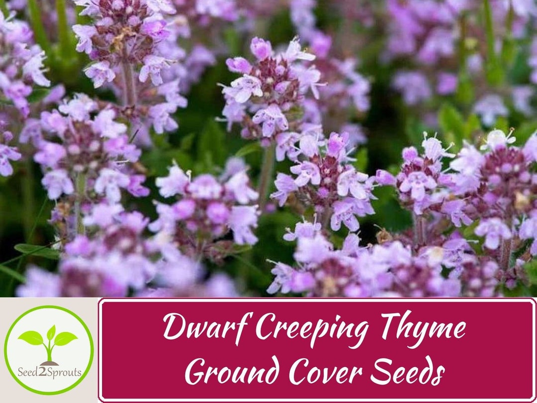 500+ Dwarf Creeping Thyme Ground Cover Herb Seeds Thymus Serpyllum - Etsy