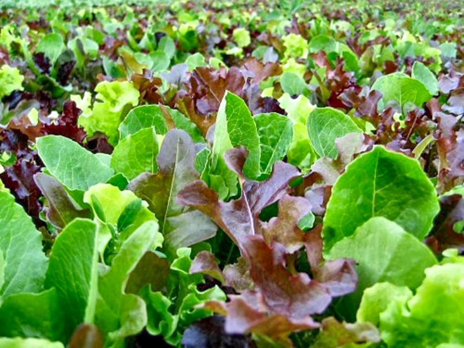50+ Gourmet Lettuce Seeds, Lettuce Mixed Greens Seeds, Lettuce Seeds ...