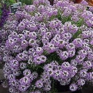 100+ Violet Queen Alyssum Flower Seeds, Non-gmo - Etsy