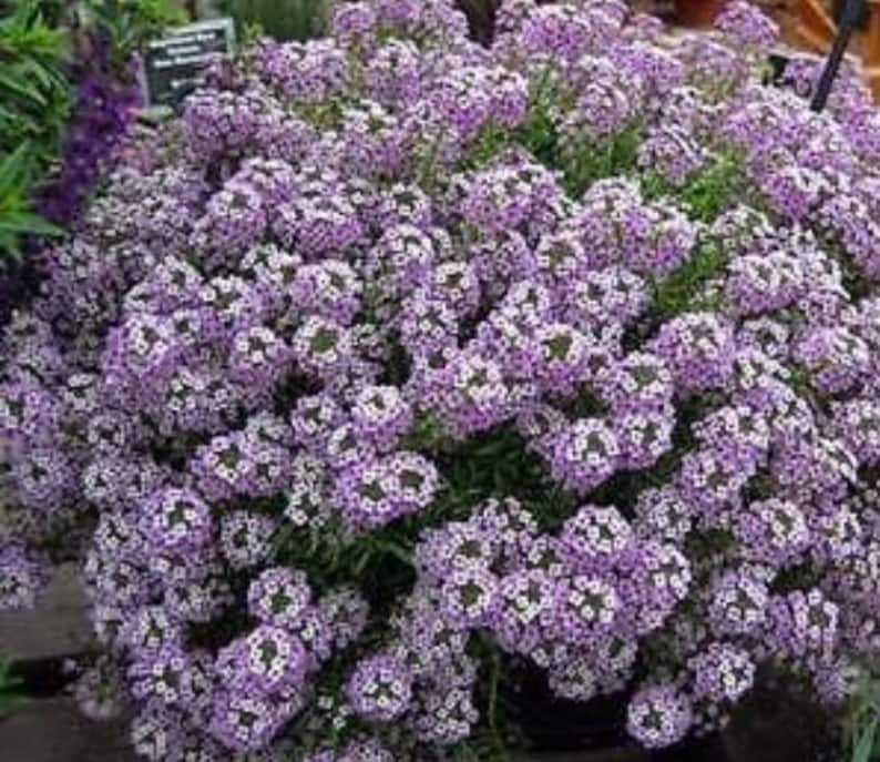 100+ Violet Queen Alyssum Flower Seeds, Non-gmo - Etsy
