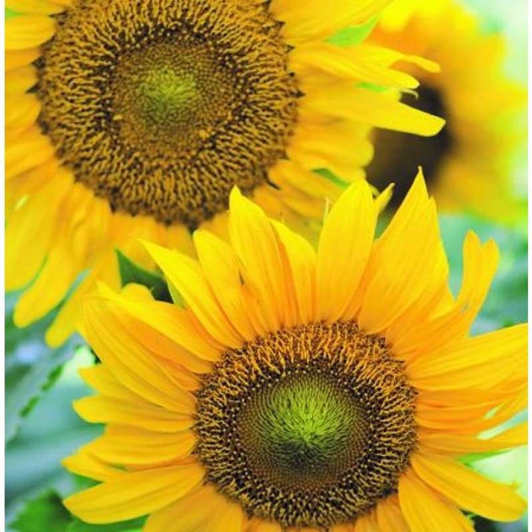 25+ Sunspot Sunflower Seeds, Semi -dwarf Flower Seeds, Non-gmo - Etsy