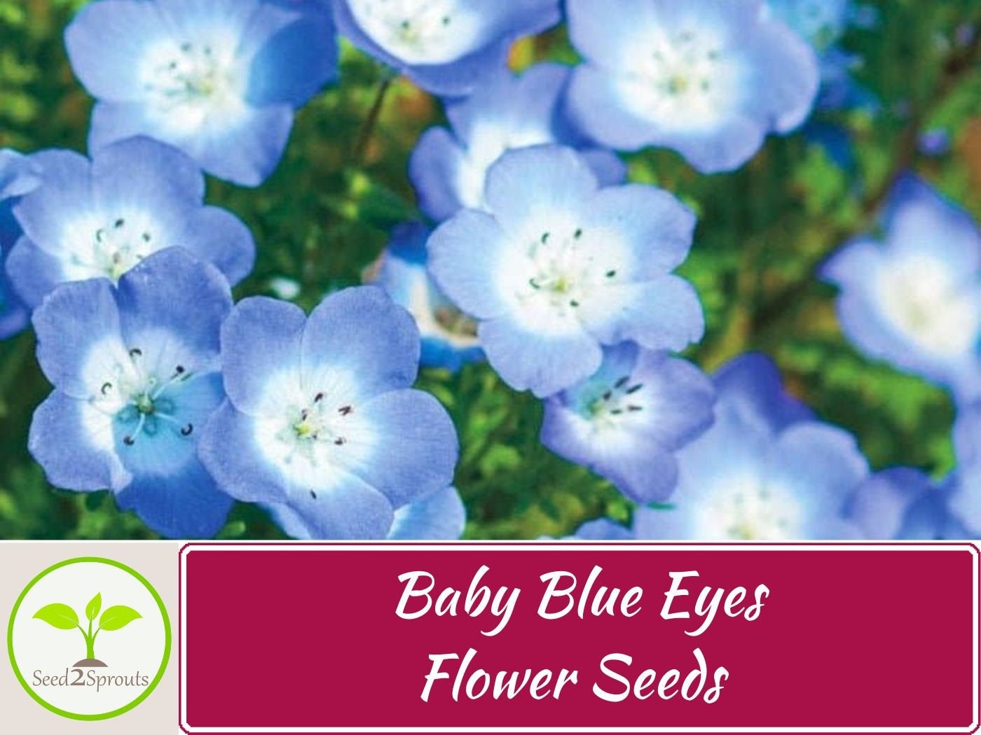 Baby Blue Eyes Flower Seeds