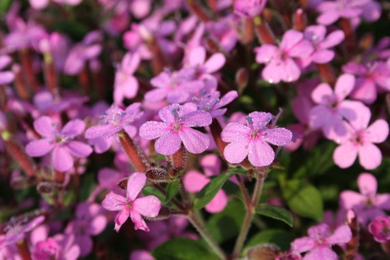 50 Pink Soapwort Seeds Saponaria Vaccaria Pink Beauty | Etsy