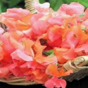 Prince of Orange Sweet Pea Flower Seeds Mix, Non-gmo - Etsy