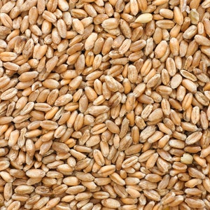 Organic Hard Red Spring Wheat Seeds, Non-gmo - Etsy