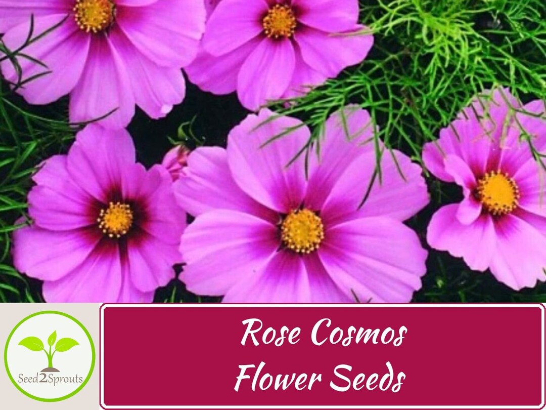 100+ Rose Cosmos Seeds (dwarf Early), Flower Seeds, Non GMO - Etsy