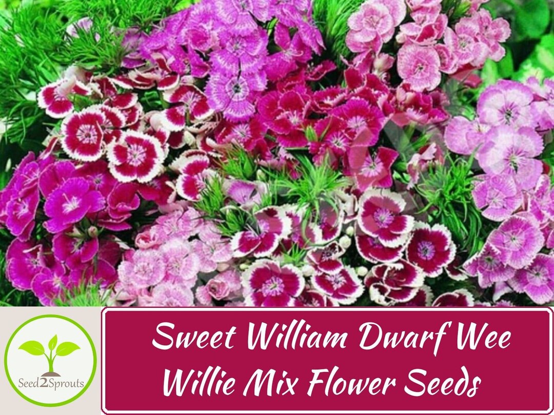 250+ Sweet William Dwarf Wee Willie Mix Flower Seeds, Non-gmo - Etsy