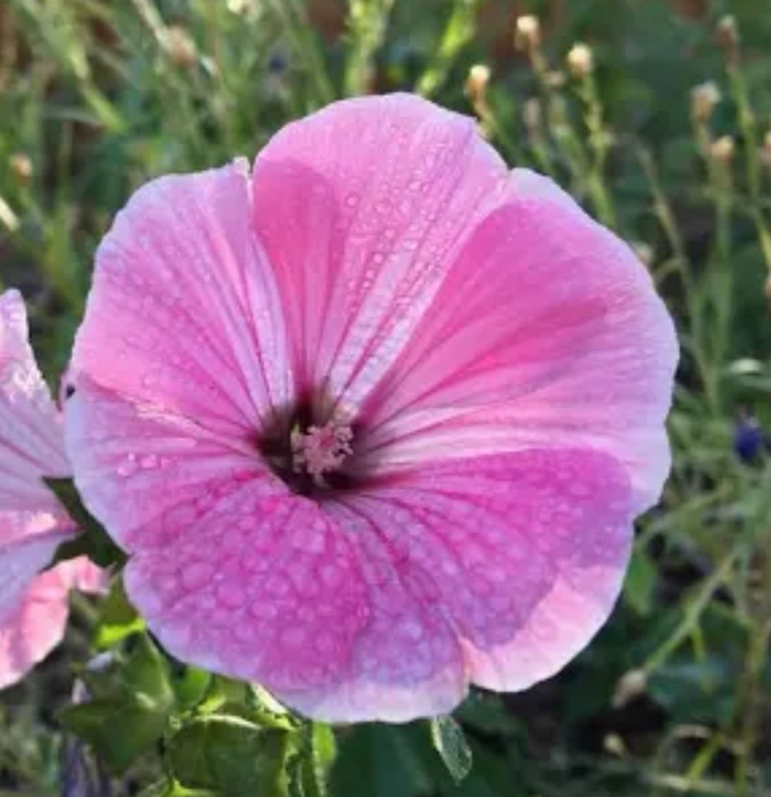 50+ Rose Mallow Flower Seed, Flower Seed Mixture, Non-gmo - Etsy
