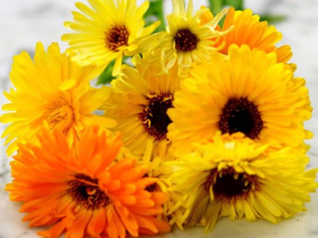 50 Calendula Pacific Beauty Mix Flower Seeds Non-gmo - Etsy