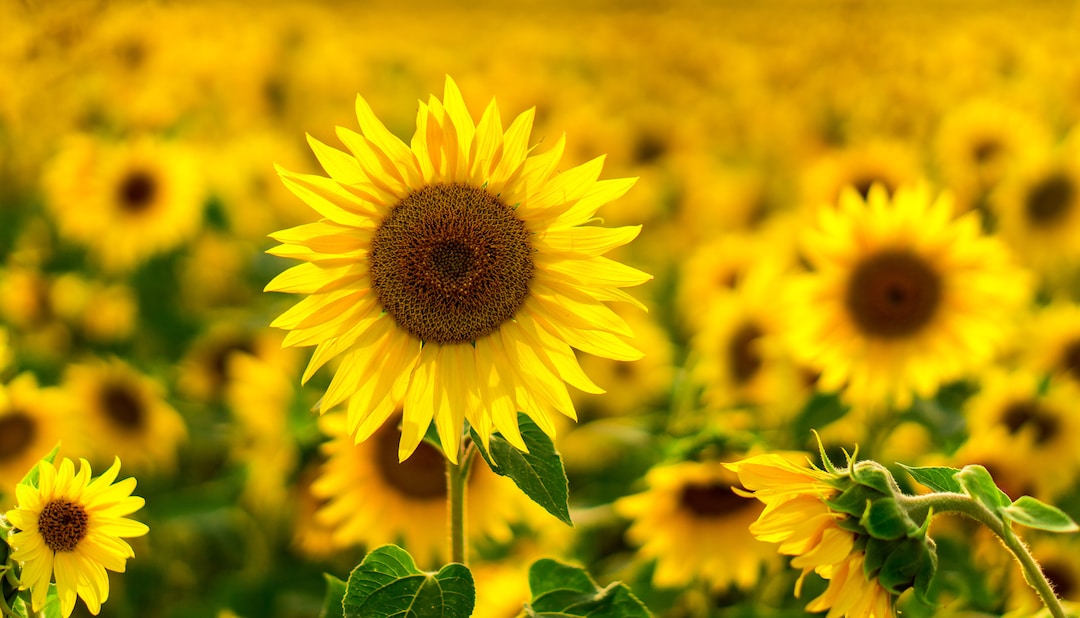 25+ Lemon Queen Sunflower Seeds, Sunflower Seeds, Non-gmo - Etsy