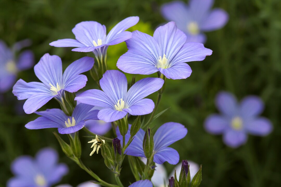 50+ Blue Flax Linum Seeds, Flower Seeds, Non-gmo, Linum Perenne Var ...