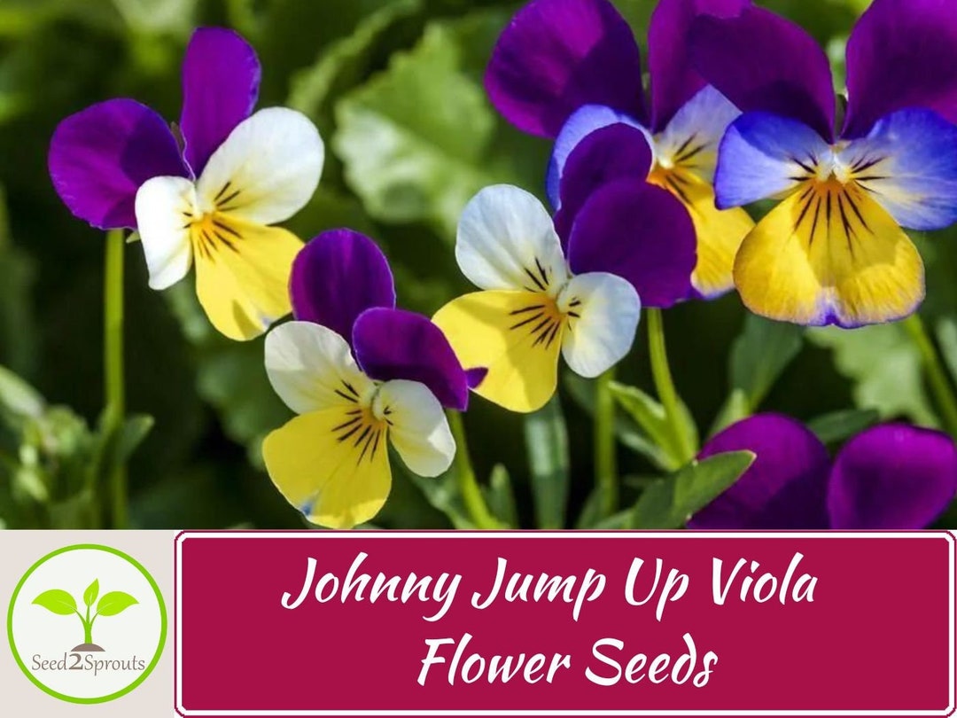 200+ Johnny Jump up Viola Tricolor Flower Seeds, Viola Flower Seeds ...