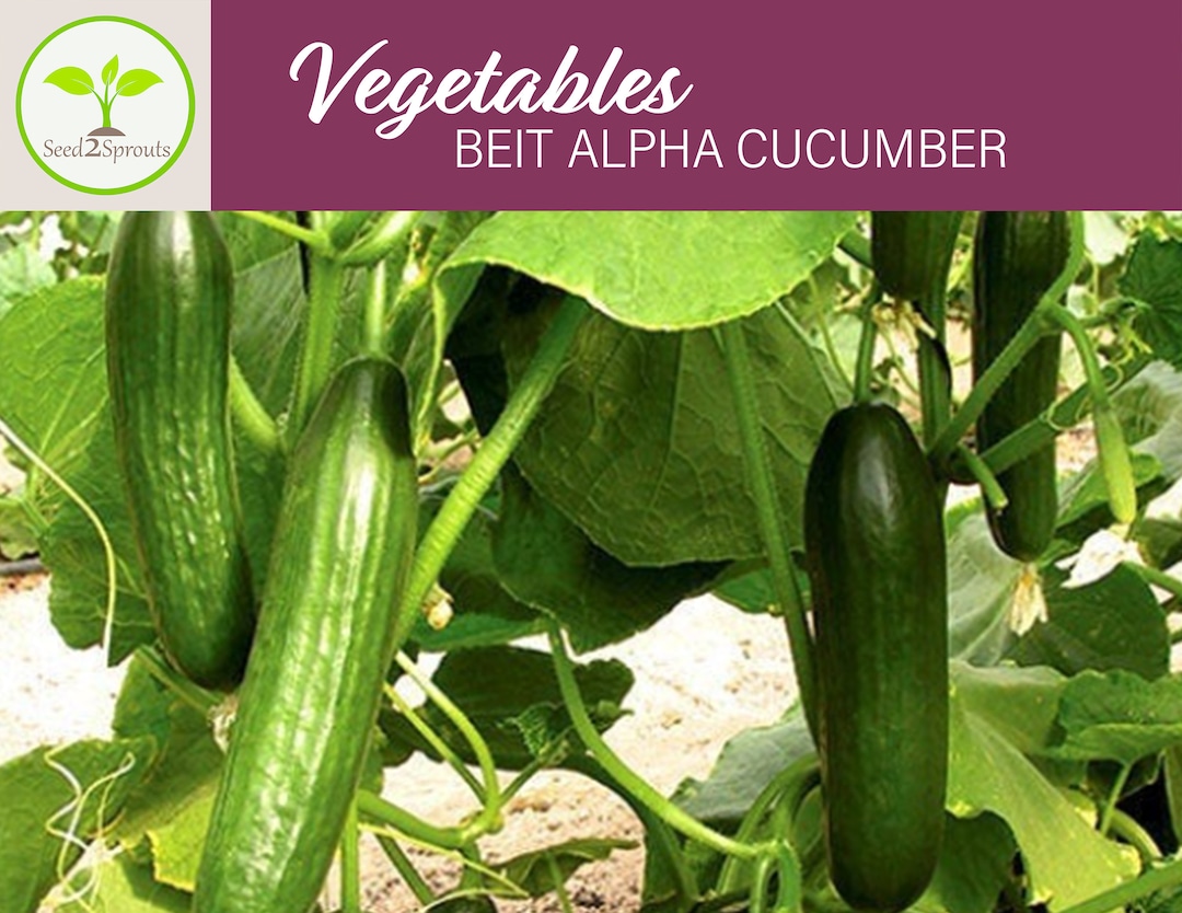 50+ Beit Alpha Cucumber Seeds, Non-gmo, Vegetable Seeds - Etsy