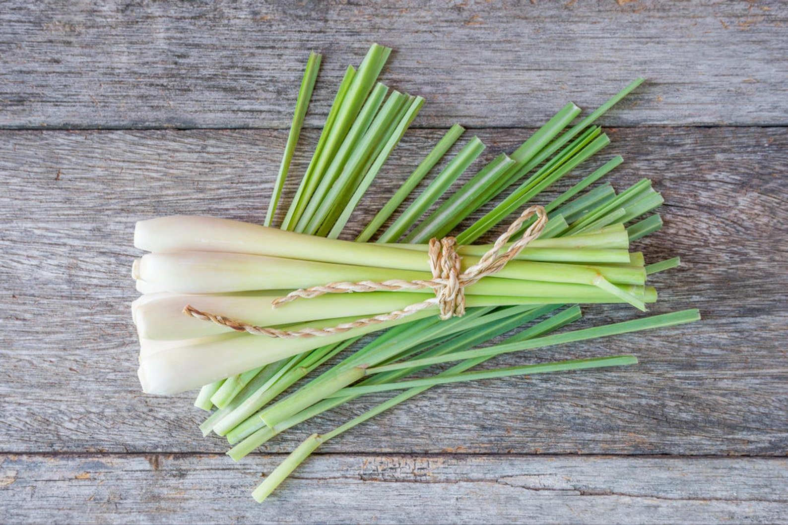 50 Lemon Grass Seeds Lemon Grass Cymbopogon Flexuosus Seeds Etsy