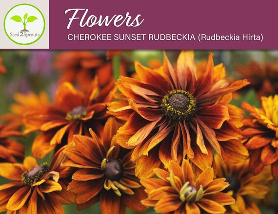 25 Cherokee Sunset Rudbeckia Flower Seeds Rudbeckia Hirta - Etsy