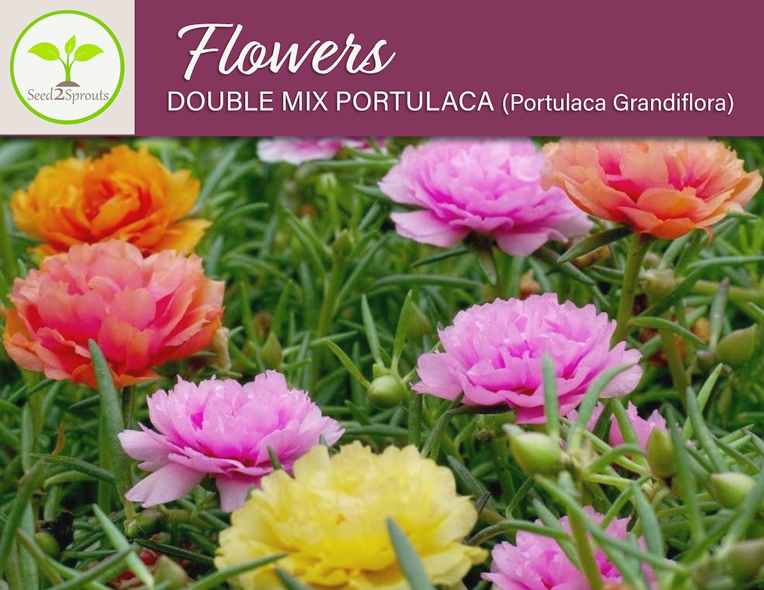 100+ Double Mix Portulaca Flower Seeds, Non-gmo - Etsy