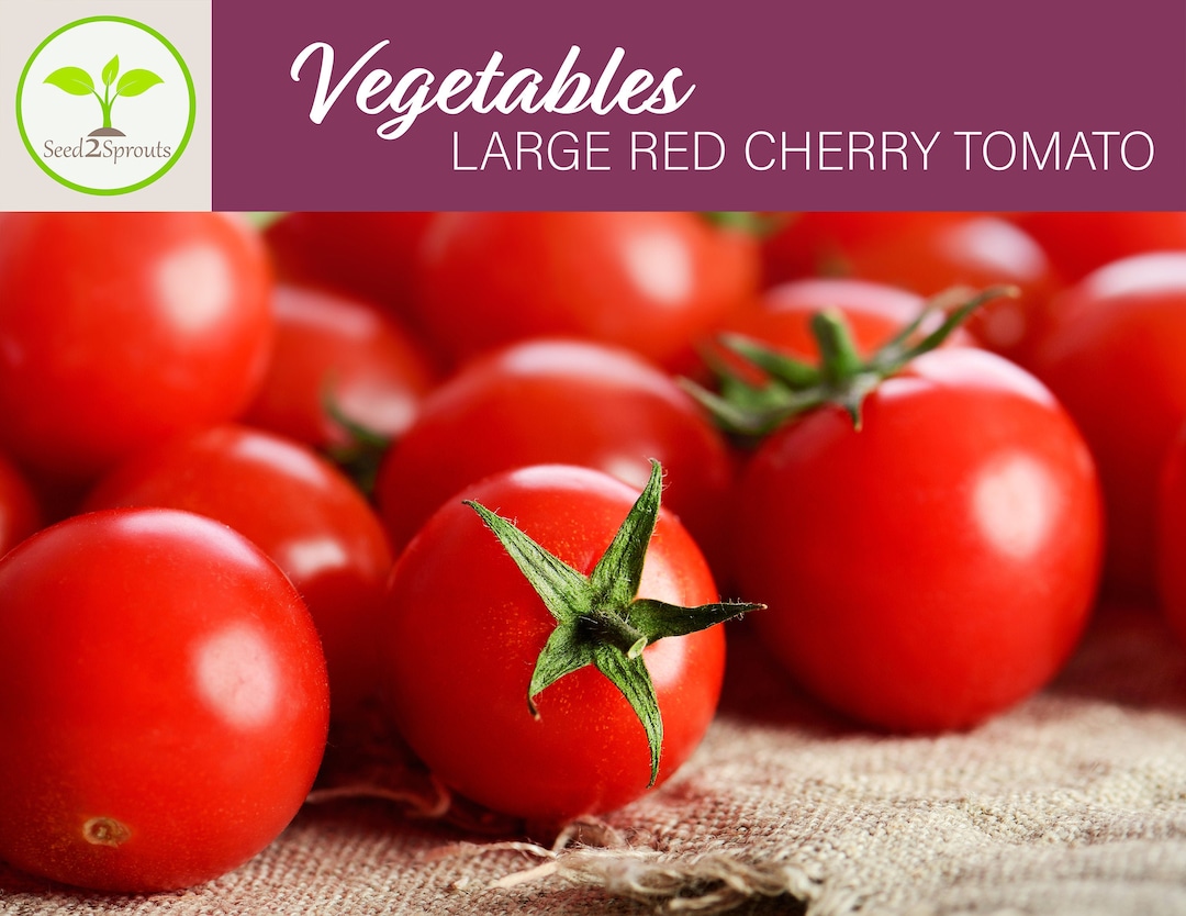 50+ Large Red Cherry Tomato Seeds, Tomato Seed, Vegetable Seeds, Non ...