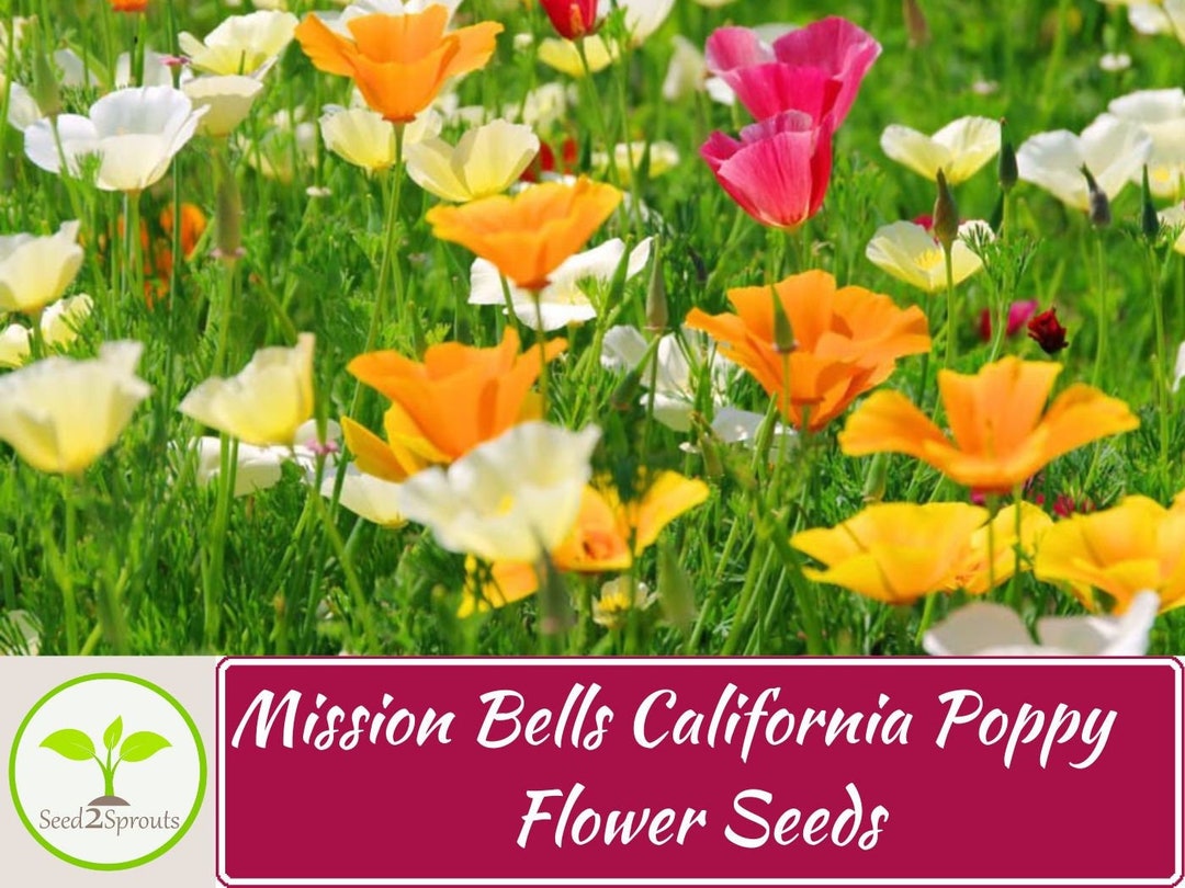 500+ Mission Bells California Poppy Flower Seeds, Flower Seeds, Non-gmo ...