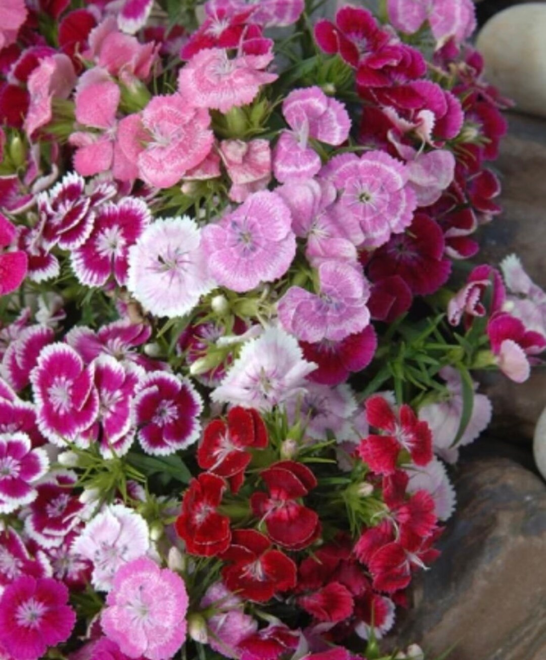 250+ Sweet William Dwarf Wee Willie Mix Flower Seeds, Non-gmo - Etsy