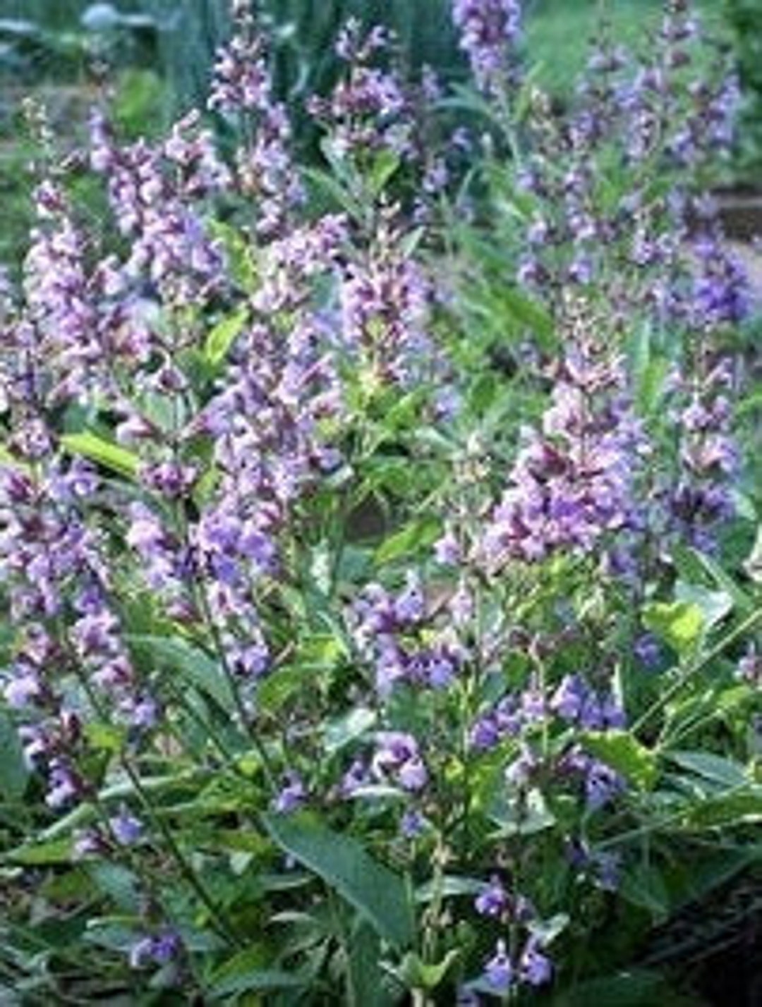 30+ Sage Broad Leaved Seeds, Herb Seeds, Non-gmo, Heirloom - Etsy