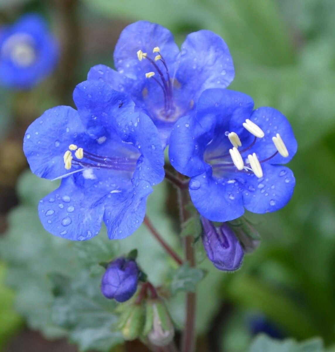 500 California Bluebell Seeds Flower Seeds Non-gmo - Etsy