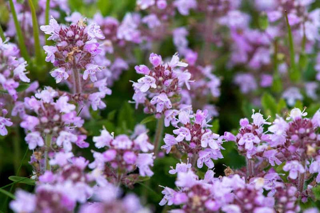 500+ Dwarf Creeping Thyme Ground Cover Herb Seeds Thymus Serpyllum - Etsy