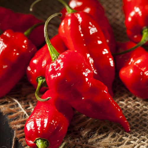 25 Red Caribbean Habanero Pepper Seeds Hot Pepper Seeds - Etsy