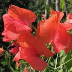 Prince of Orange Sweet Pea Flower Seeds Mix, Non-gmo - Etsy