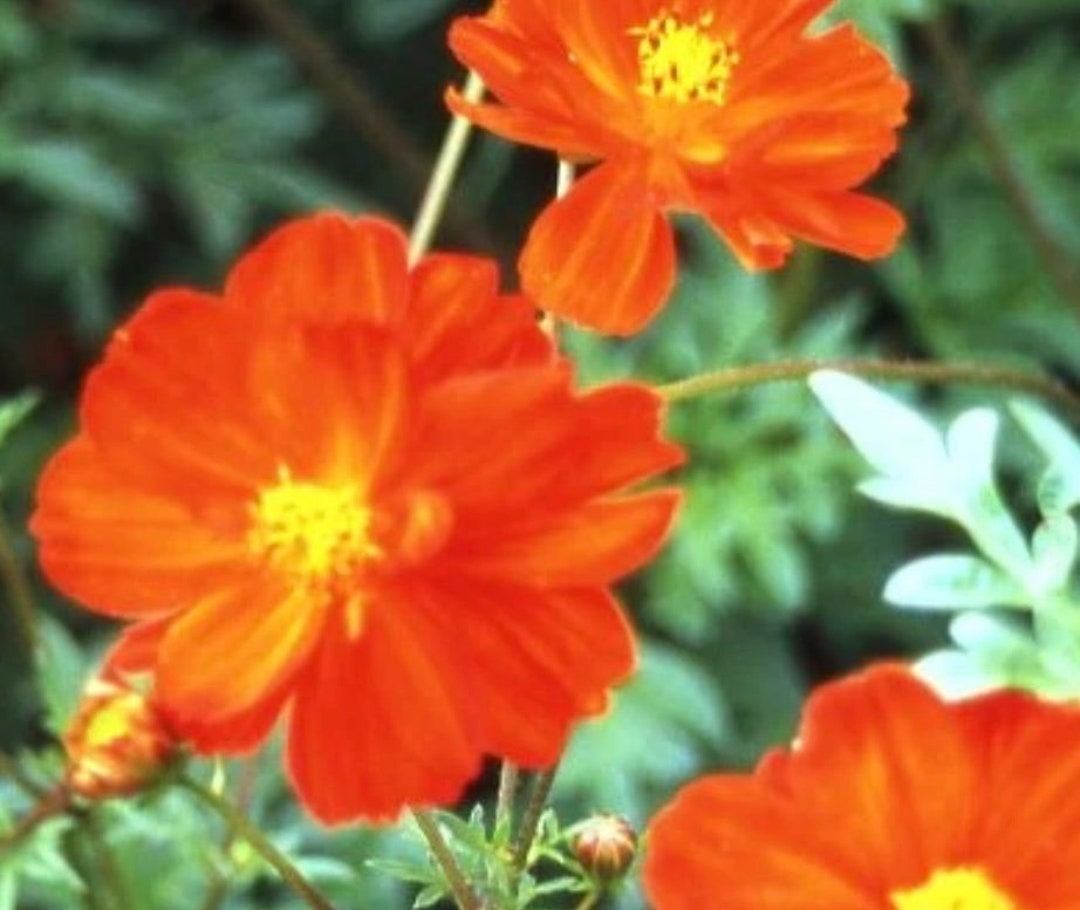 100+ Red Sulphur Cosmos Seeds, Flower Seeds, Non GMO - Etsy