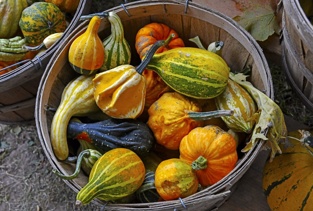 30+ Large Gourds Mix Seeds, Vegetable Seeds, Heirloom, Non-gmo - Etsy