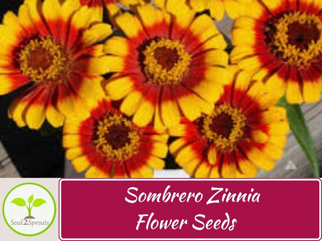 50+ Sombrero Zinnia Seeds, Heirloom Flower Seeds, Non-gmo - Etsy