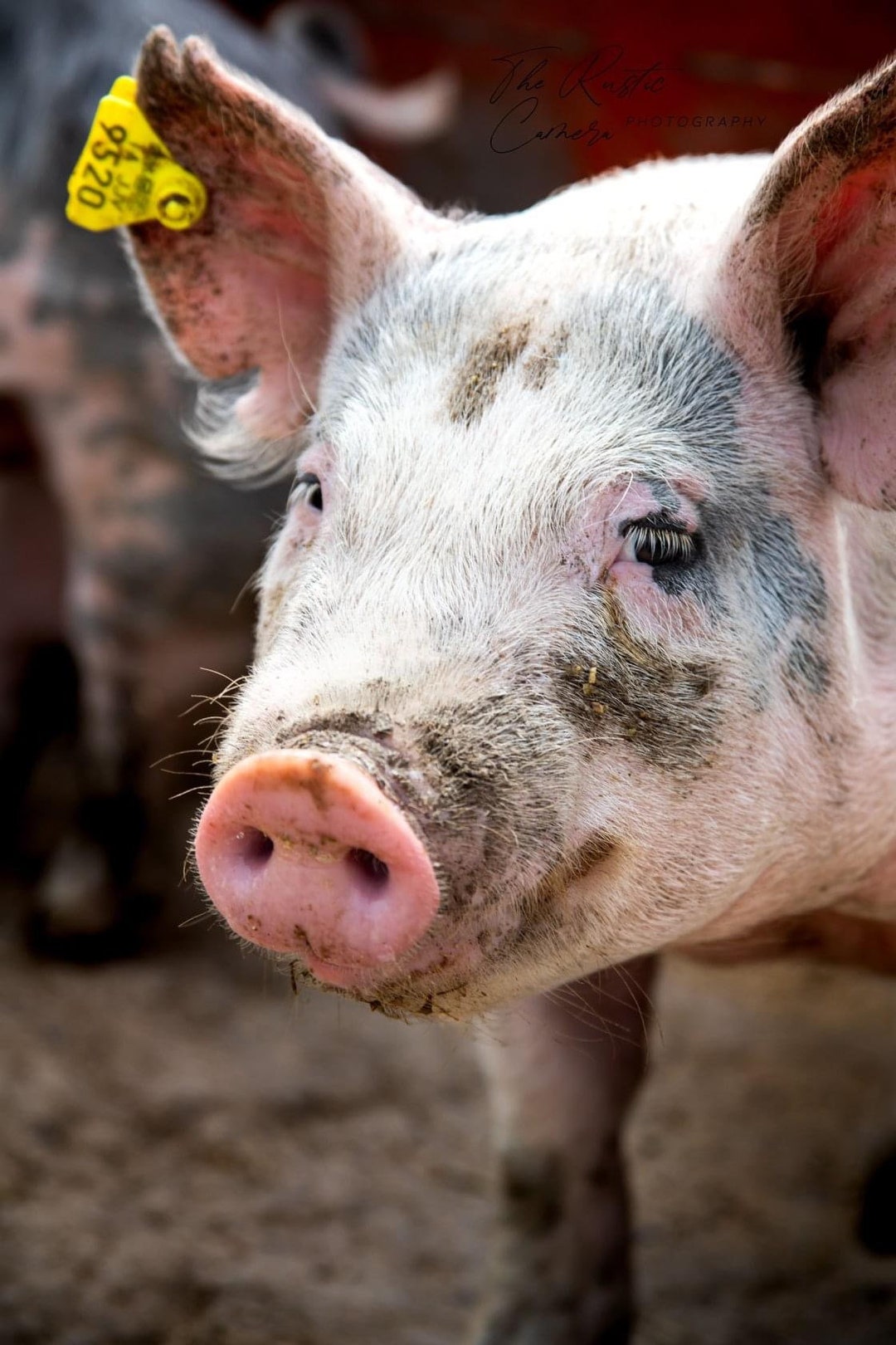 Pig Portrait Digital Download - Etsy