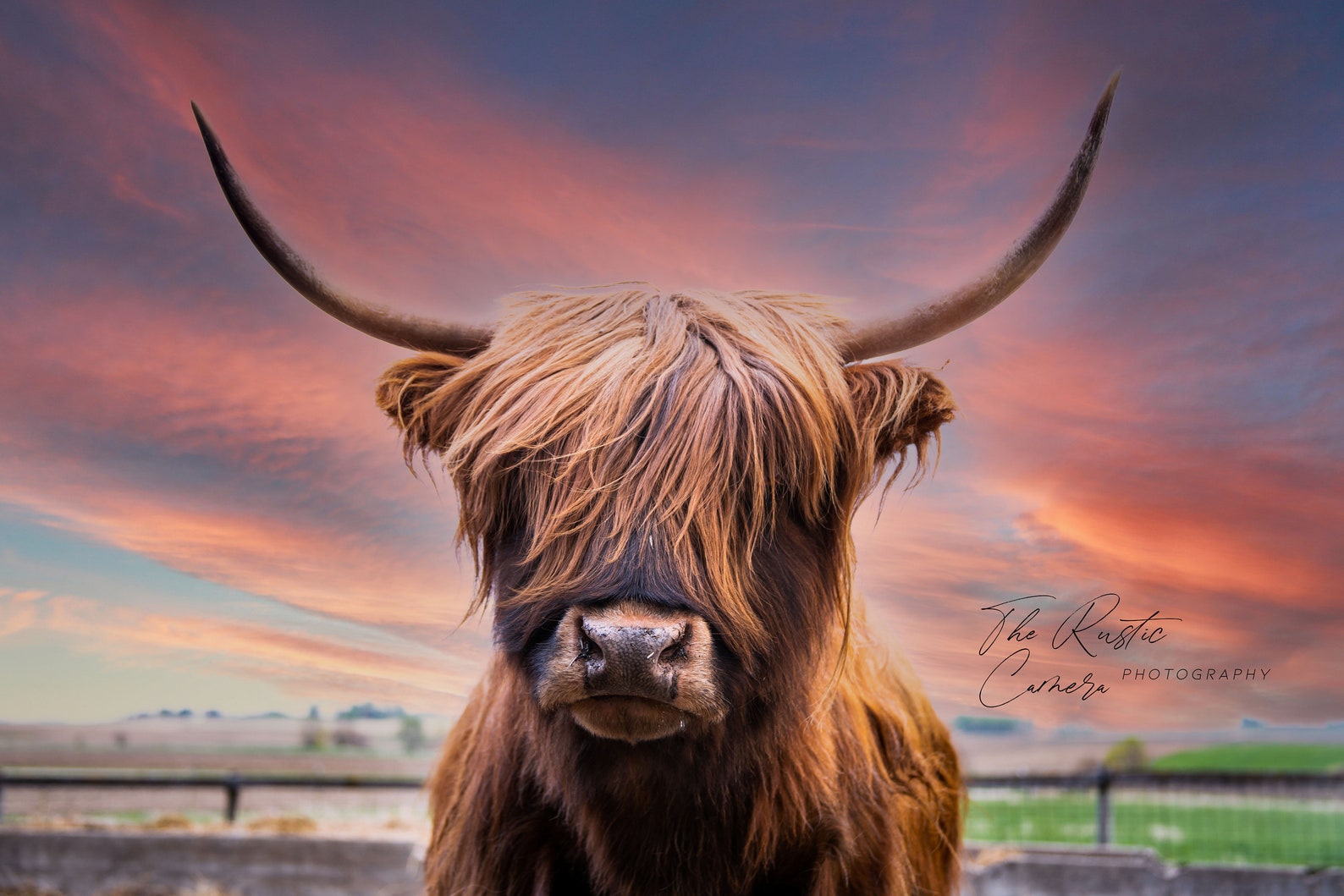 Sunset Highland Cow Digital Download - Etsy