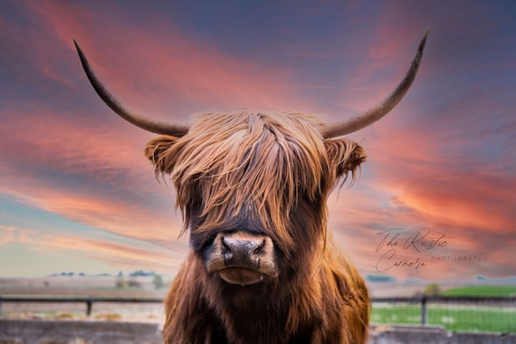 Sunset Highland Cow Digital Download | Etsy