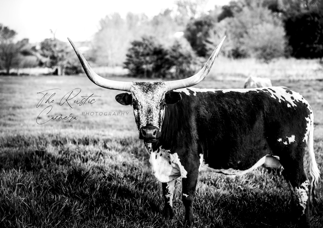 Black and White Longhorn Portrait Digital Download - Etsy