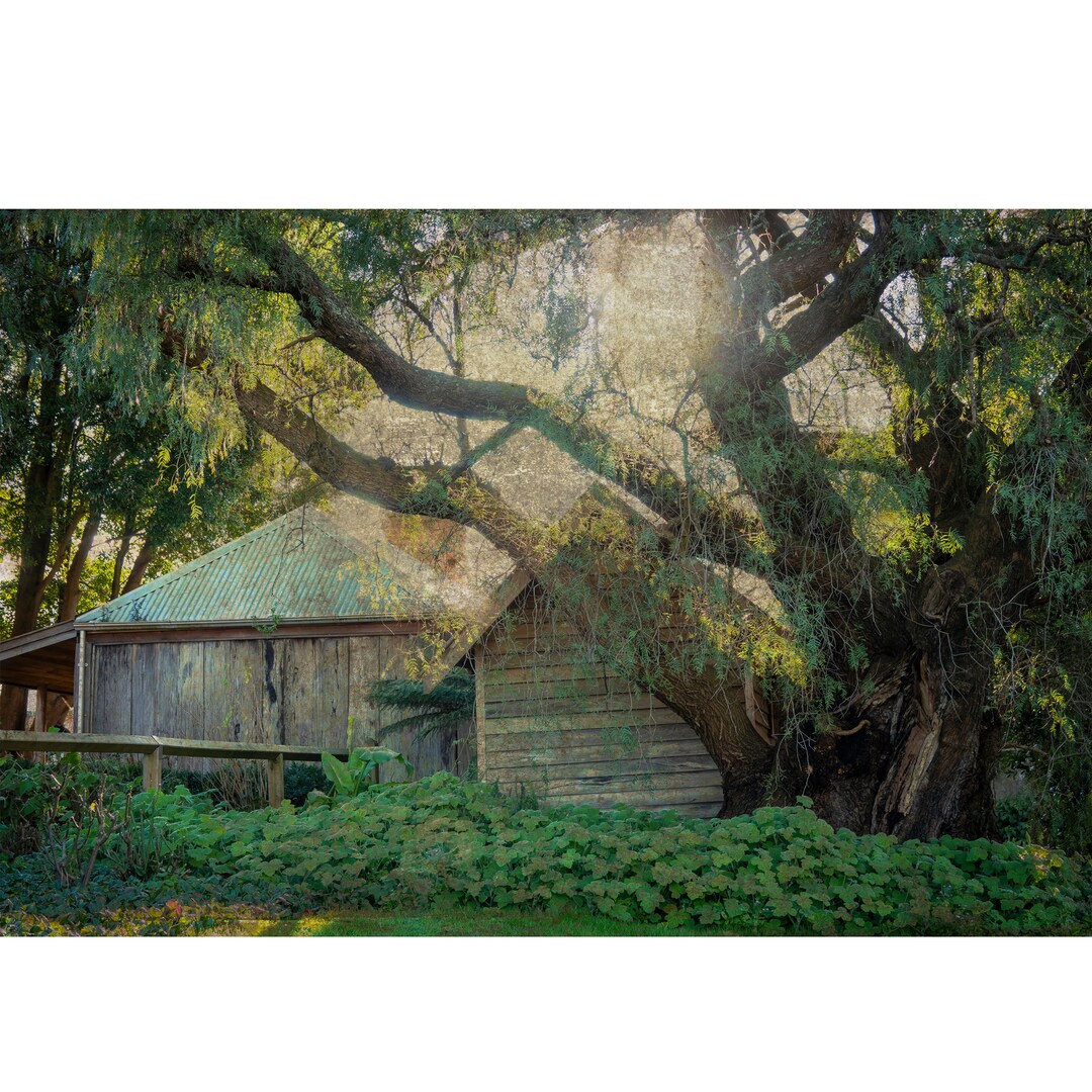Historic Australian Cabin and Peppercorn Tree Photograph | Rustic ...