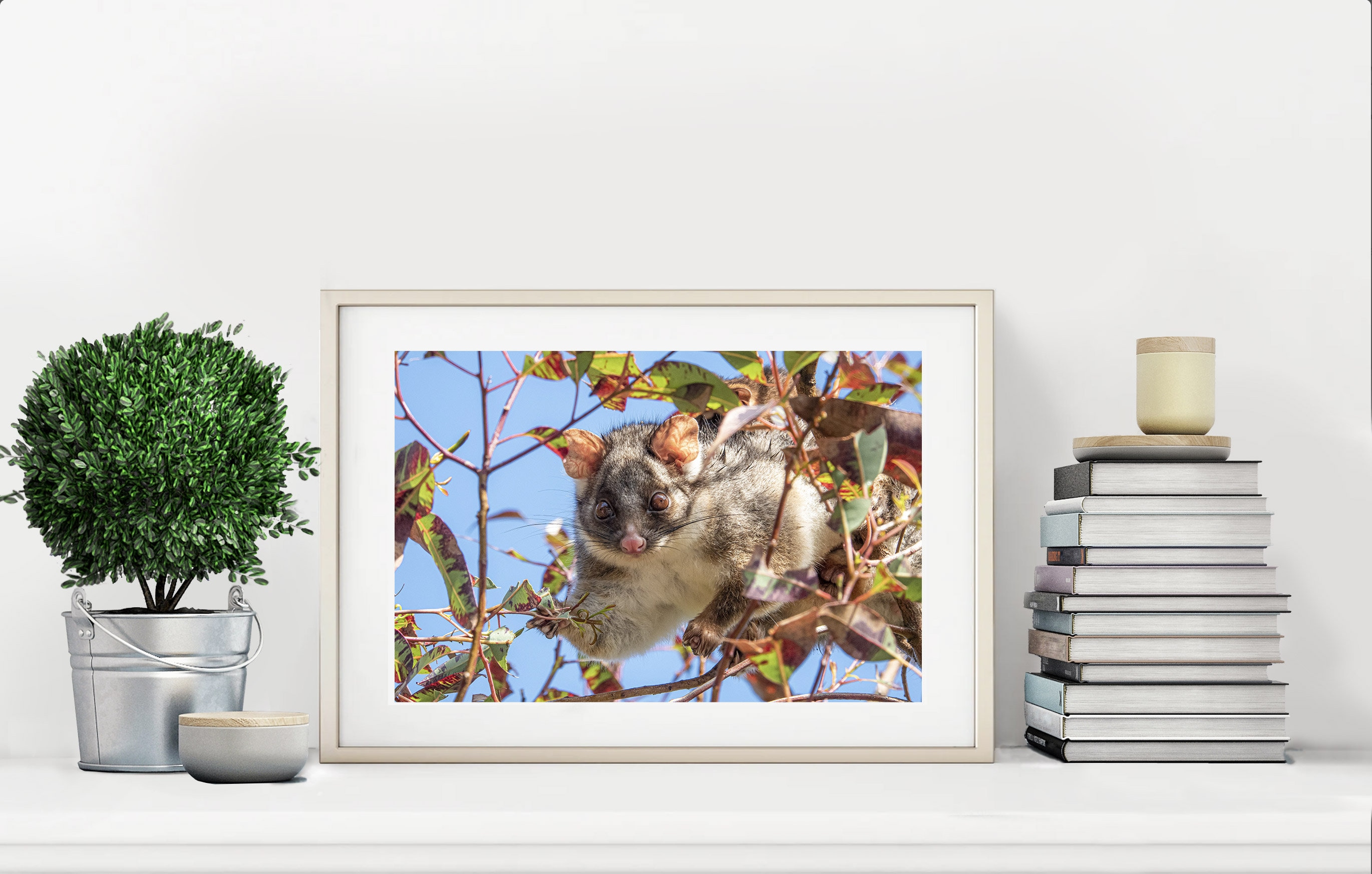 Ringtail Possum Print | Australian Wildlife Photography, Nursery Art - Etsy