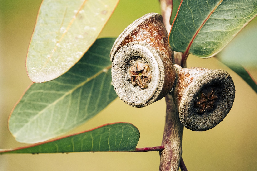 Gum Nuts and Gum Leaf Photo | Australian Native Eucalyptus Gum Tree ...