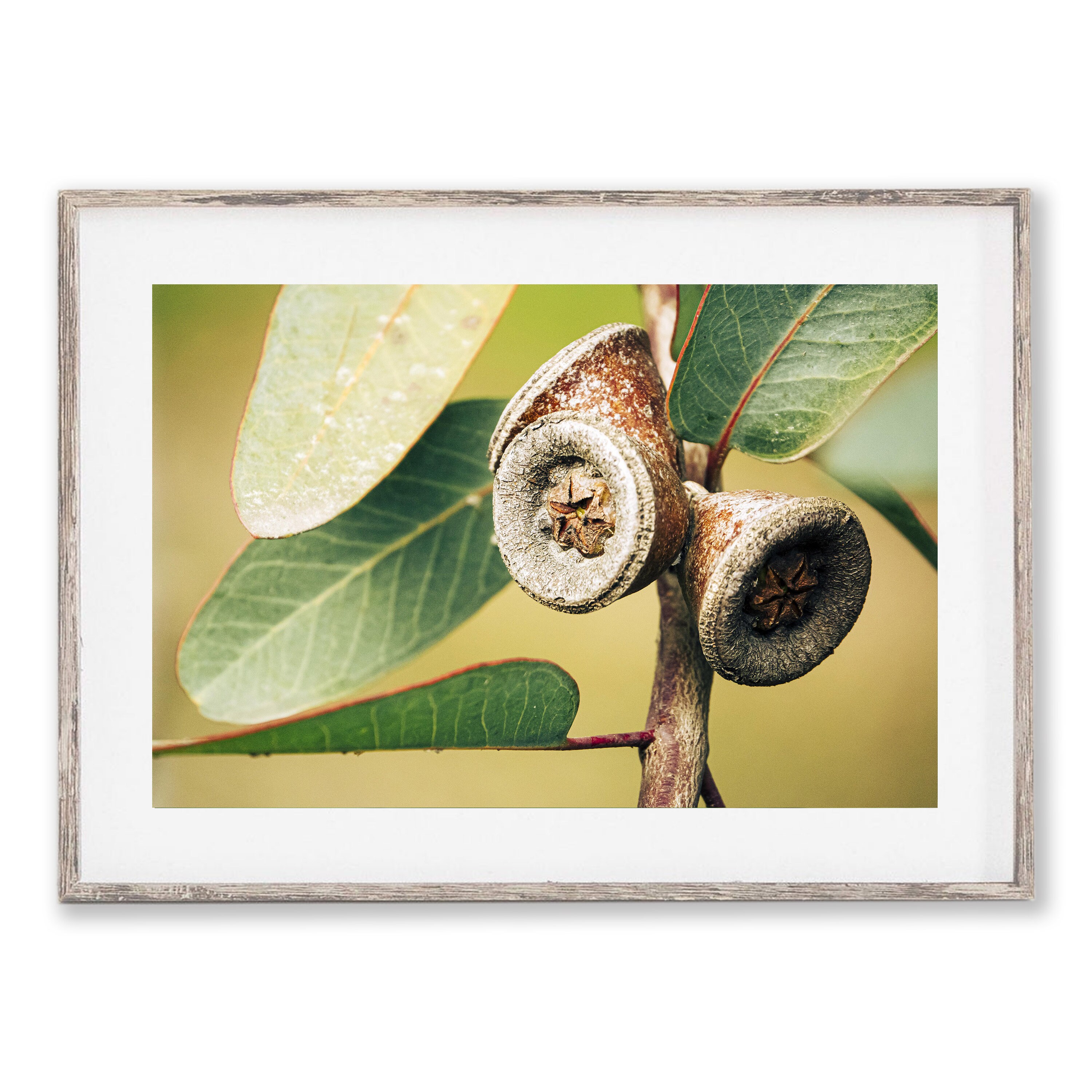 Eucalyptus Gum Nut Print | Australian Native Botanical Wall Art - Etsy ...