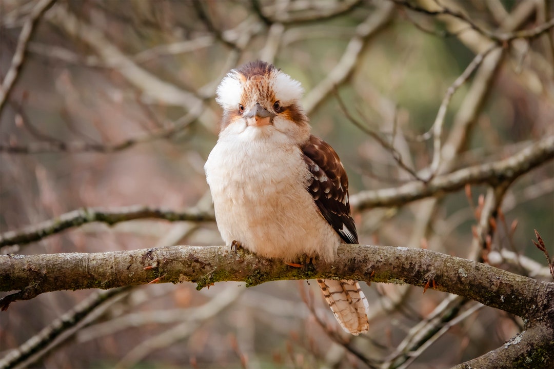 Baby Kookaburra Photo Australian Native Bird Nature Photography ...