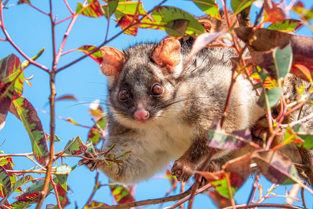 Ringtail Possum Print | Australian Wildlife Photography, Nursery Art - Etsy