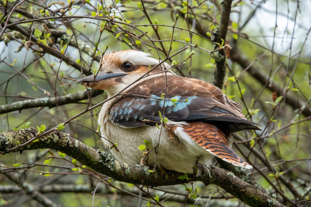 Laughing Kookaburra Australian Native Bird Nature Photography Wildlife ...