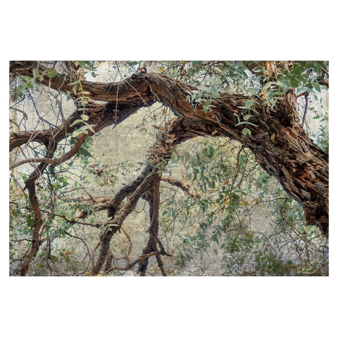 Rustic Gum Tree Photography | Green Beige Gnarly Decor Photo | Artistic ...