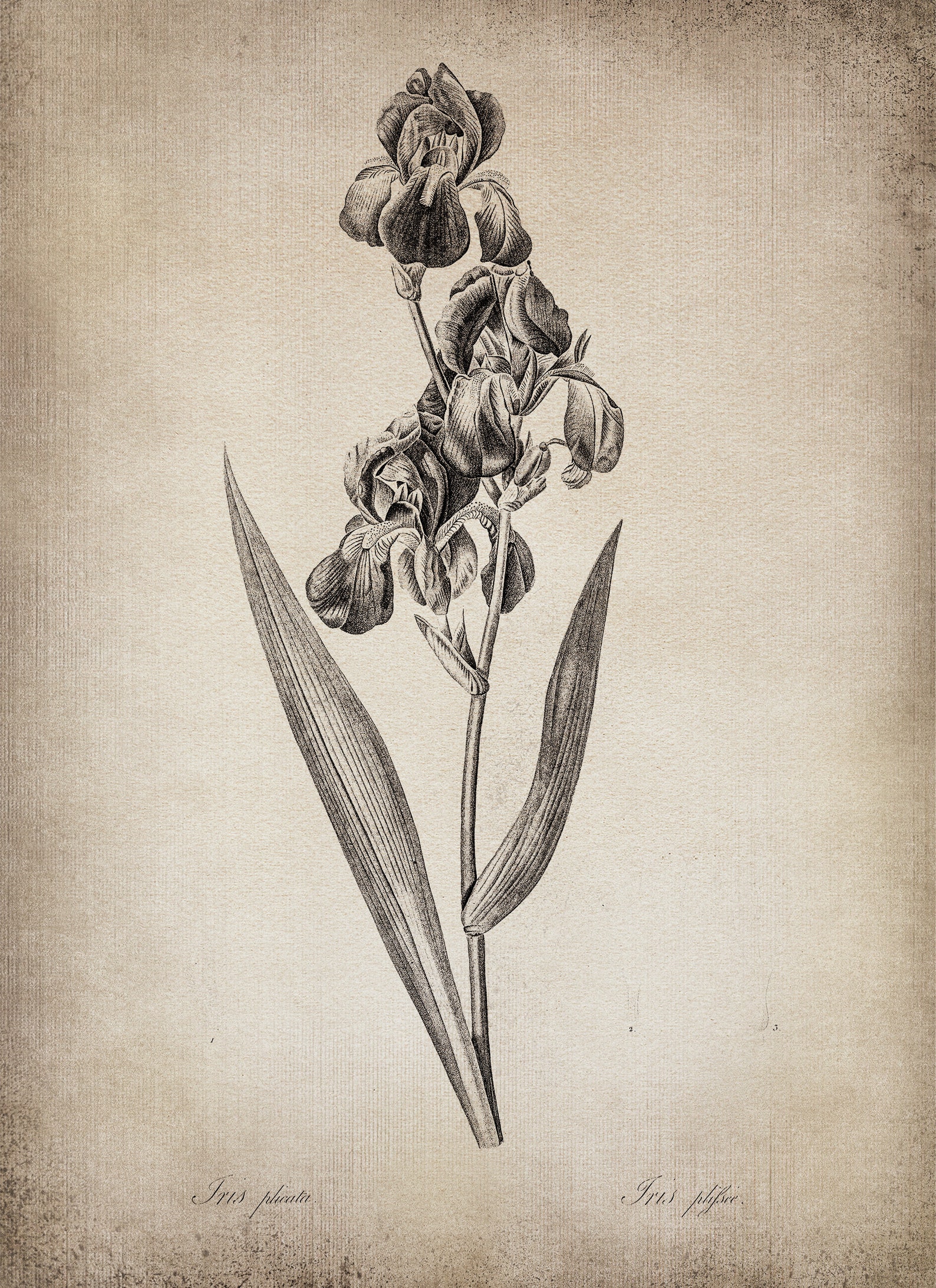 Vintage Lily Print Set of 6 Botanical Print Lilies Giclee | Etsy