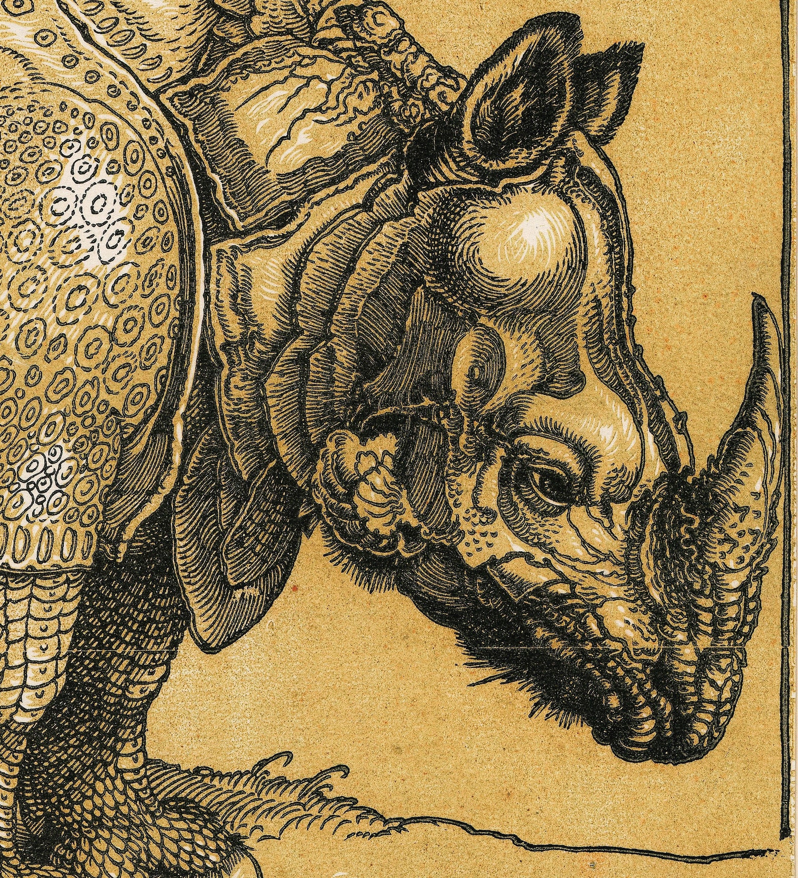 Albrecht Dürer: Rhinoceros 1515. Canvas Print Giclee Wall | Etsy