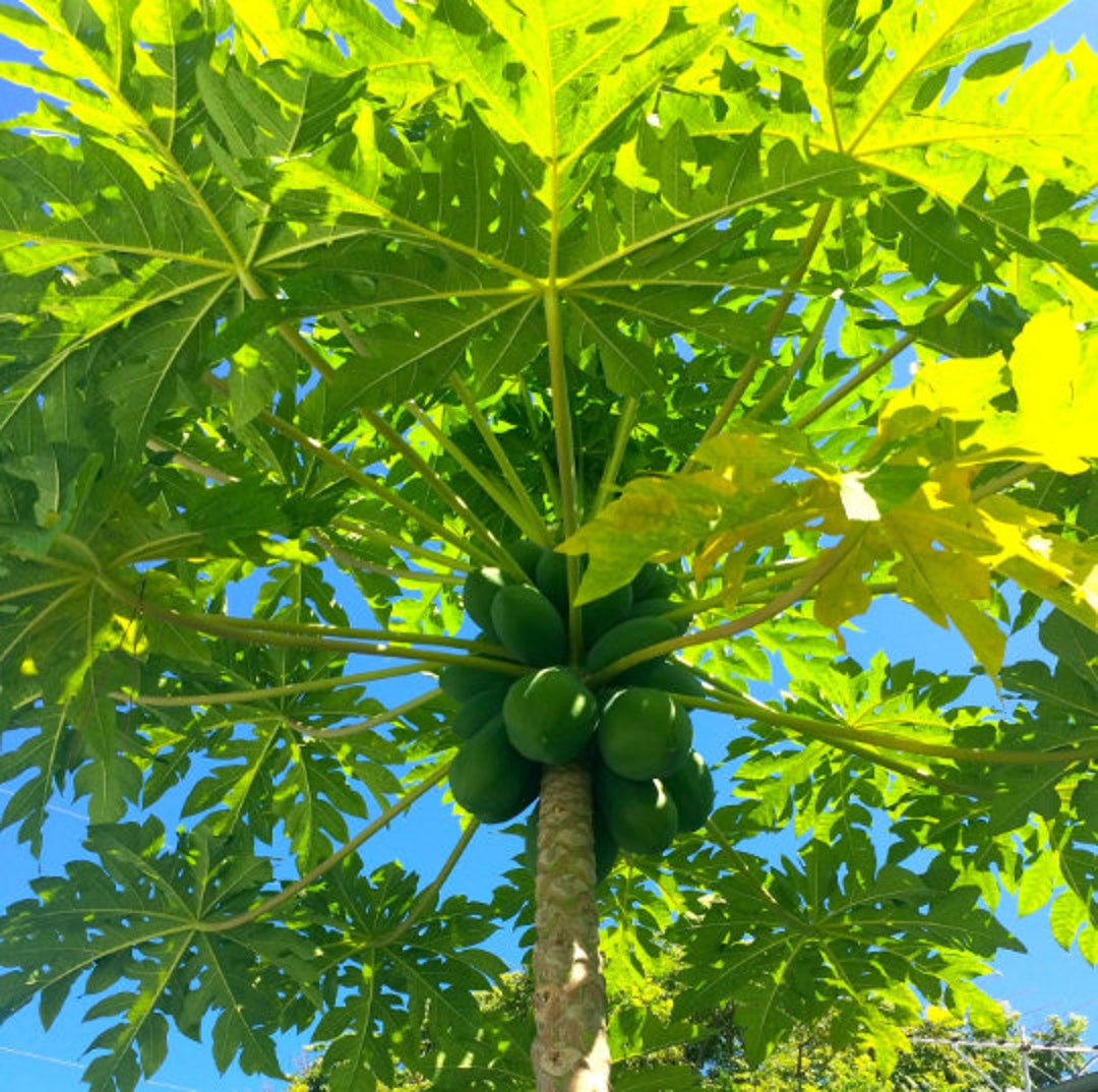 Carica Papaya Florida Fruit Tree 20 Seeds Organic Non-gmo #1120 - Etsy