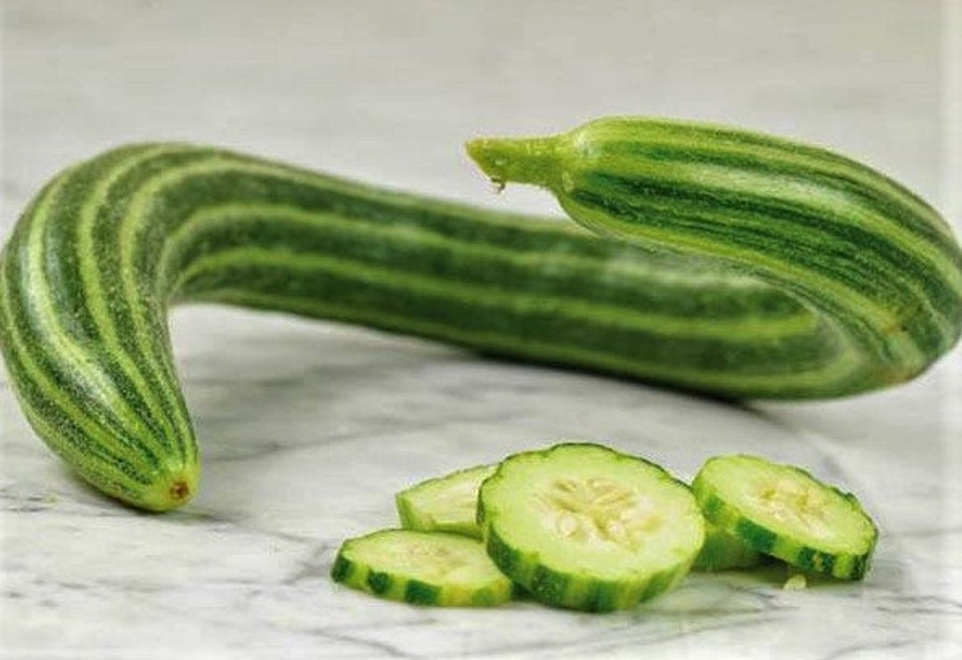 Painted Serpent Striped Long Armenian Cucumber Rare Organic Non-gmo 10 ...