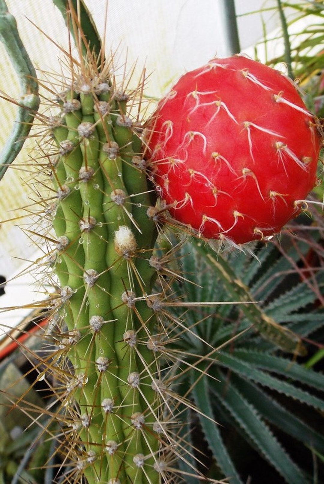 Harrisia Fragrans Fragrant Prickly Apple Cactus ENDANGERED - Etsy