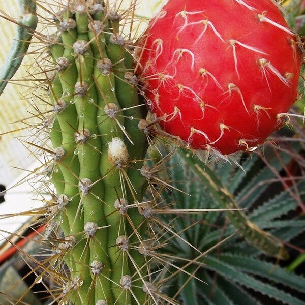 Shop Rare Cactus - Etsy