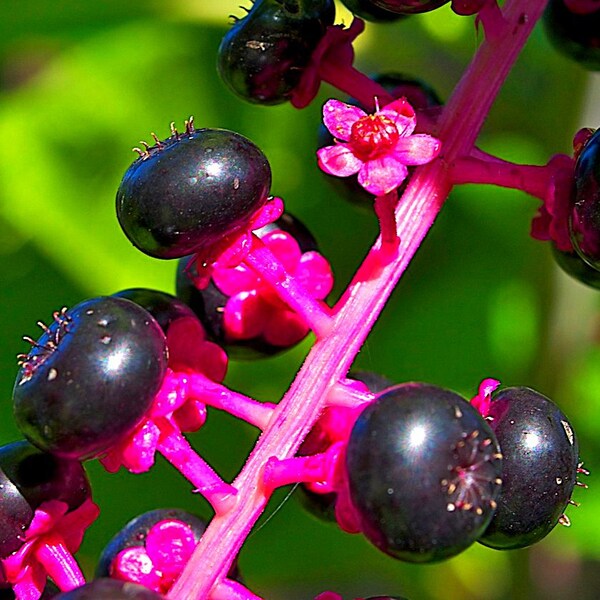 Pokeberry - Etsy
